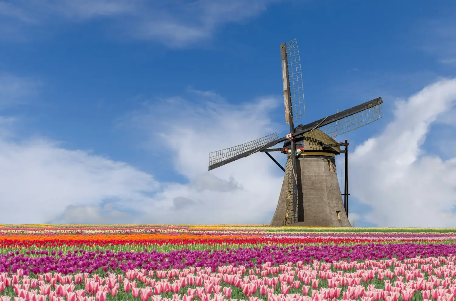 Is Marijuana Legal in the Netherlands? Rules Tourists Must Know